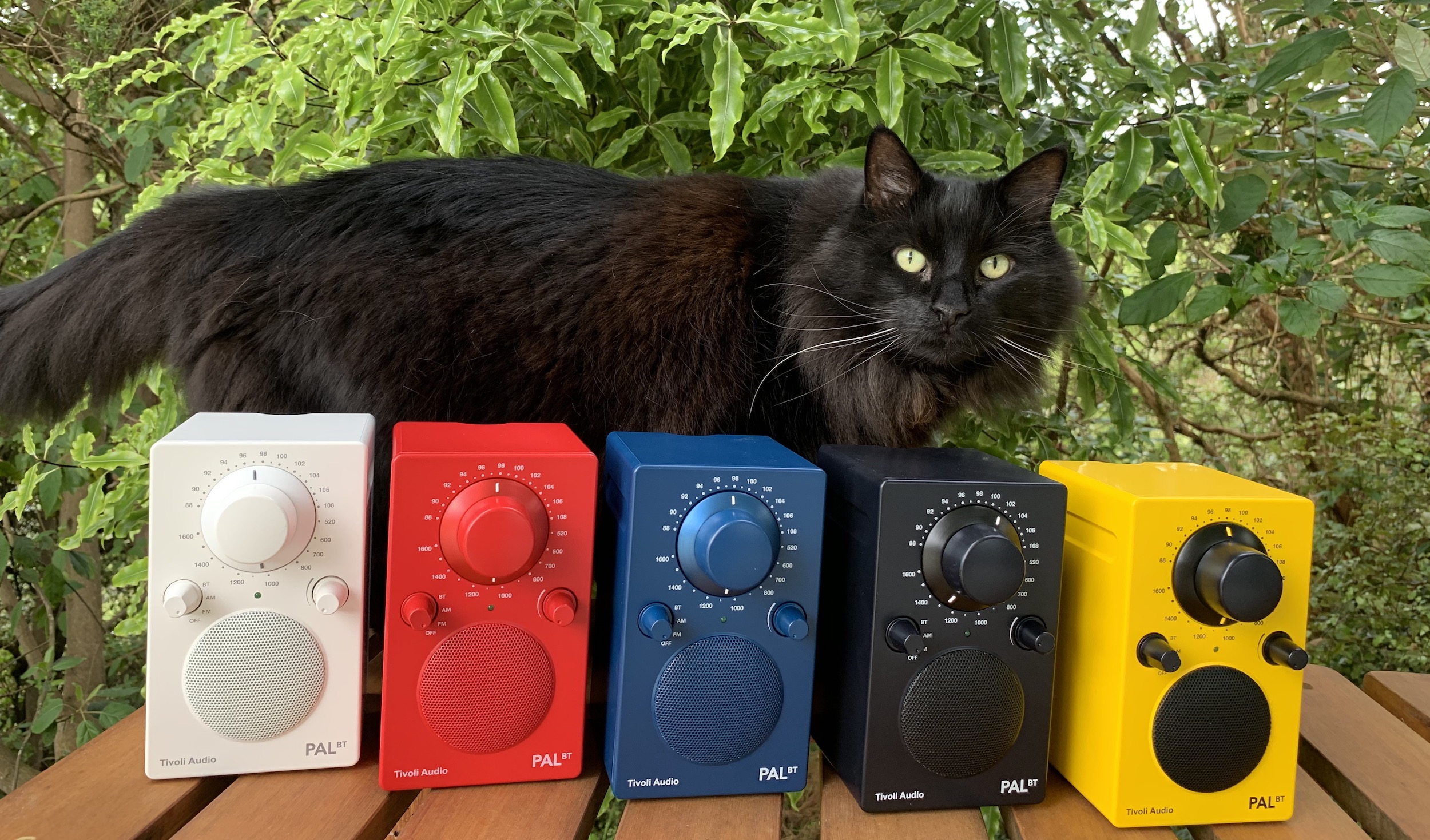 Tivoli PAL BT 2021 colours with Pyewacket cat – Totally Wired