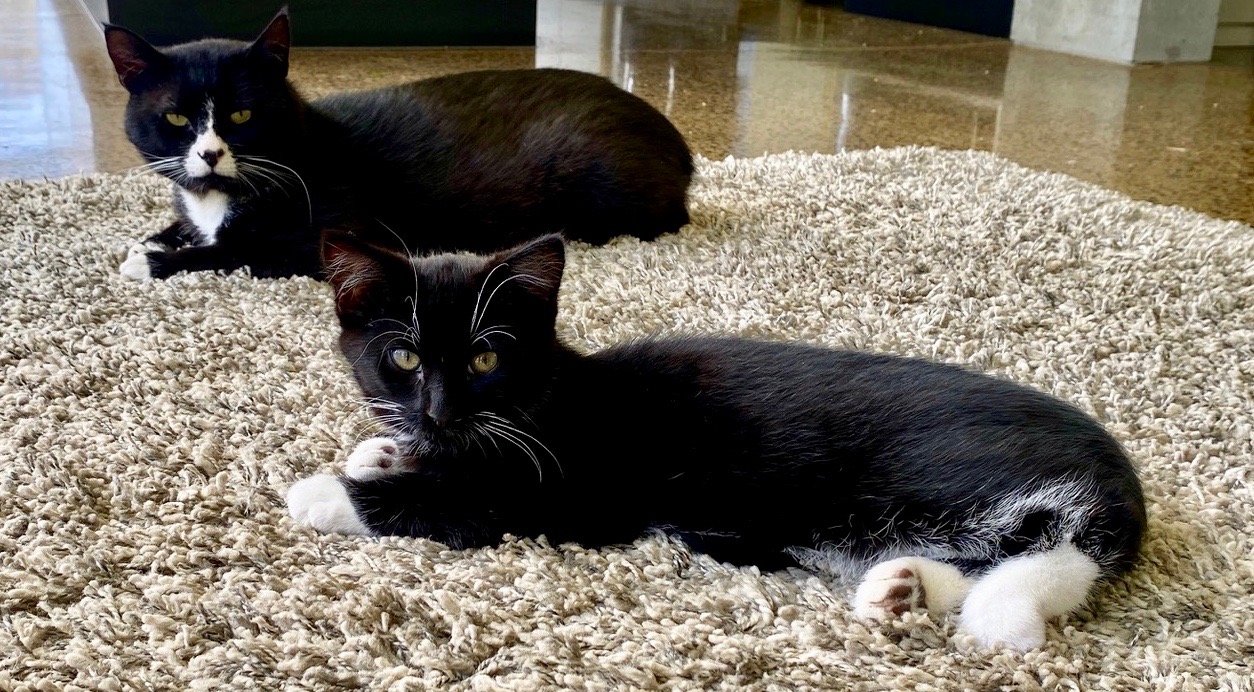 Discover the Compact NuPrime IDA-9 Amplifier's Power